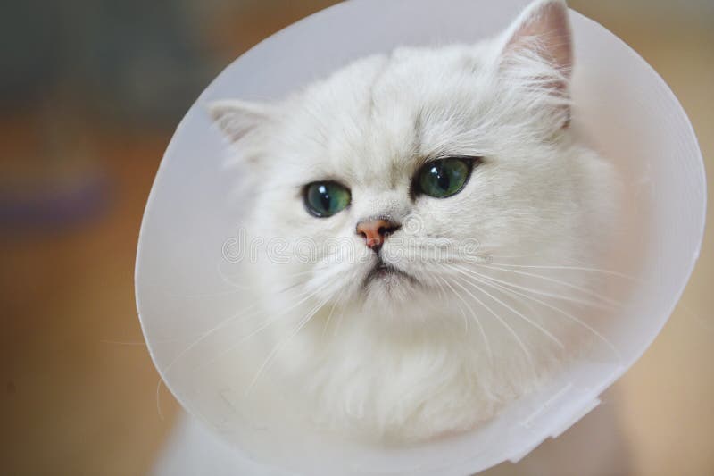 Sick cats stock image. Image of beautiful, cover, closeup - 89170183
