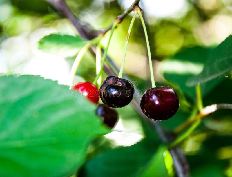 Sick Cherry Growing on a Tree Stock Photo - Image of vegetable, garden ...
