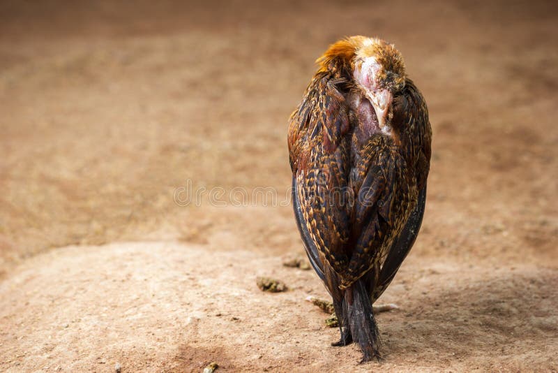 Sick Chicken Or Sad Chicken In Farm,Epidemic, Bird Flu. Stock Photo ...