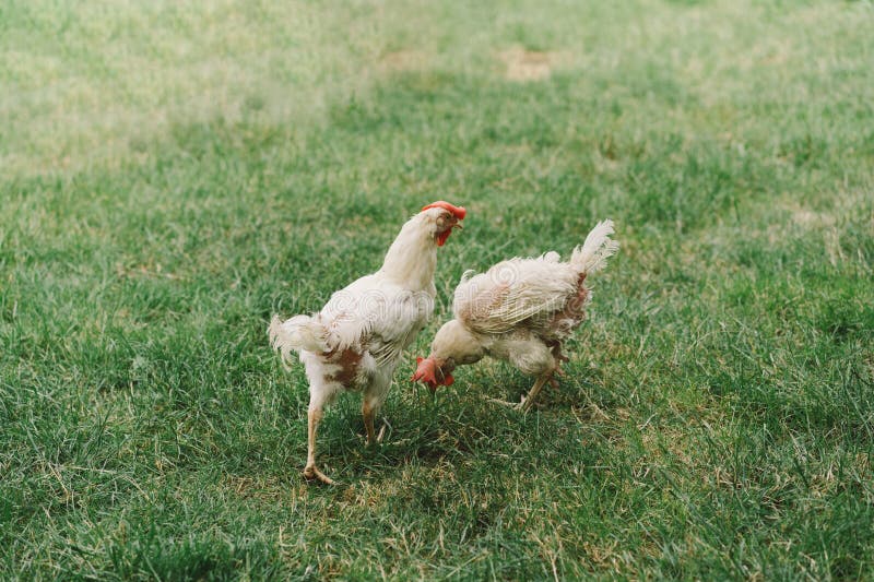 Sick Chickens Bald Birds without Feathers Walk on a Free Range. Stock ...