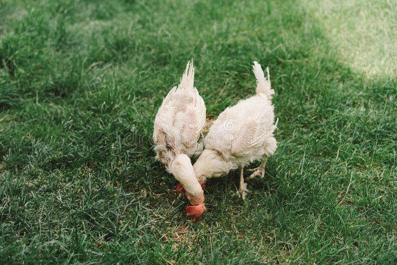 Sick Chickens Bald Birds without Feathers Walk on a Free Range. Stock ...