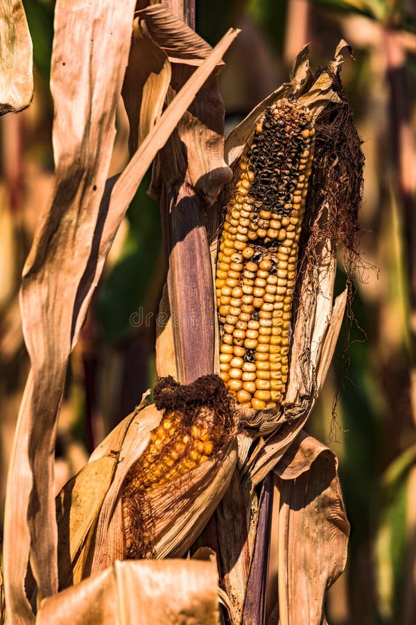 Sick Corn on the Cob in a Dry Maize Field in Germany Stock Photo ...