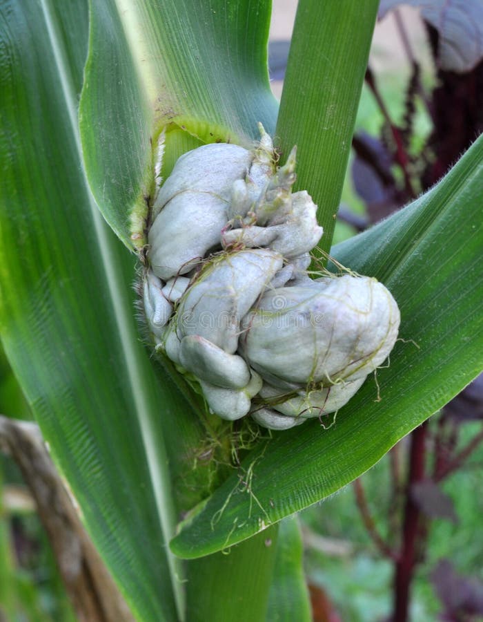 A Corn Plant Affected by the Fungus Ustilago Zeae Unger Stock Photo ...