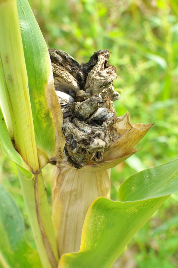 A Corn Plant Affected by the Fungus Ustilago Zeae Unger Stock Image ...