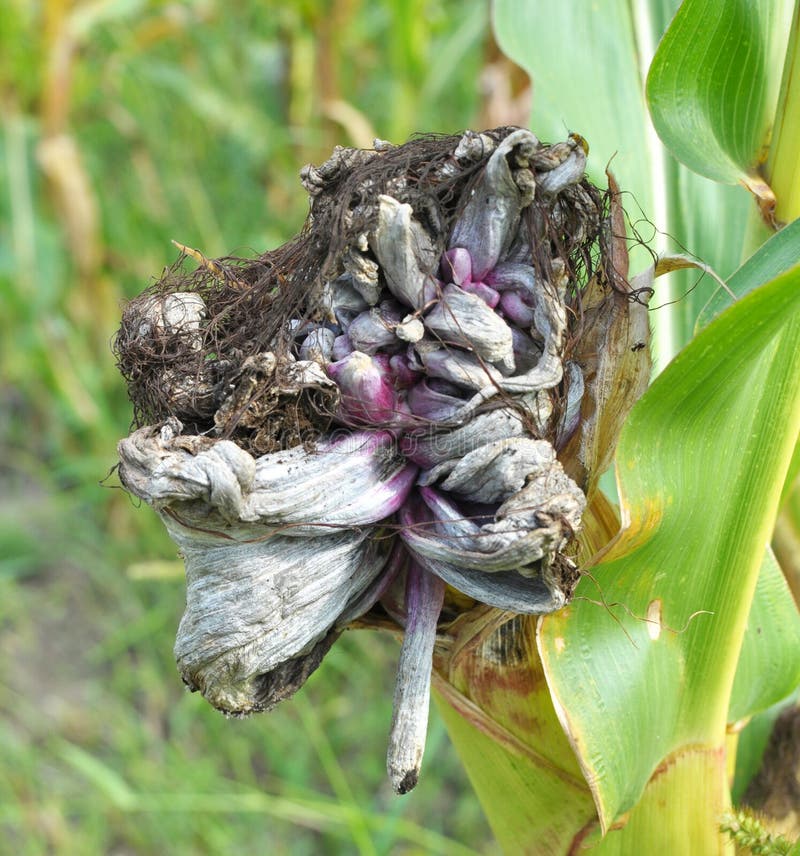 A Corn Plant Affected by the Fungus Ustilago Zeae Unger Stock Image ...