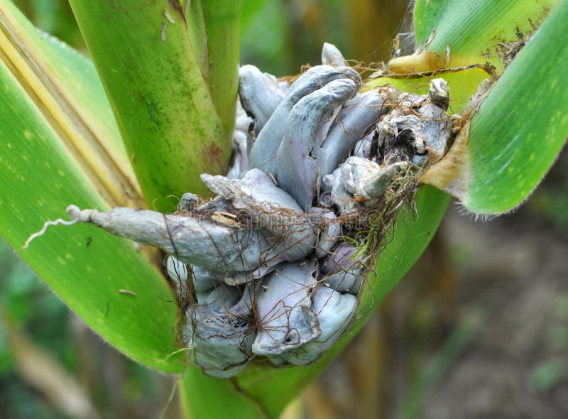 A Corn Plant Affected by the Fungus Ustilago Zeae Unger Stock Photo ...