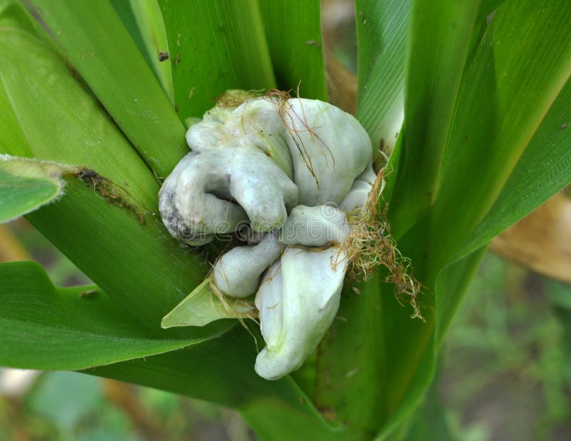 A Corn Plant Affected by the Fungus Ustilago Zeae Unger Stock Photo ...