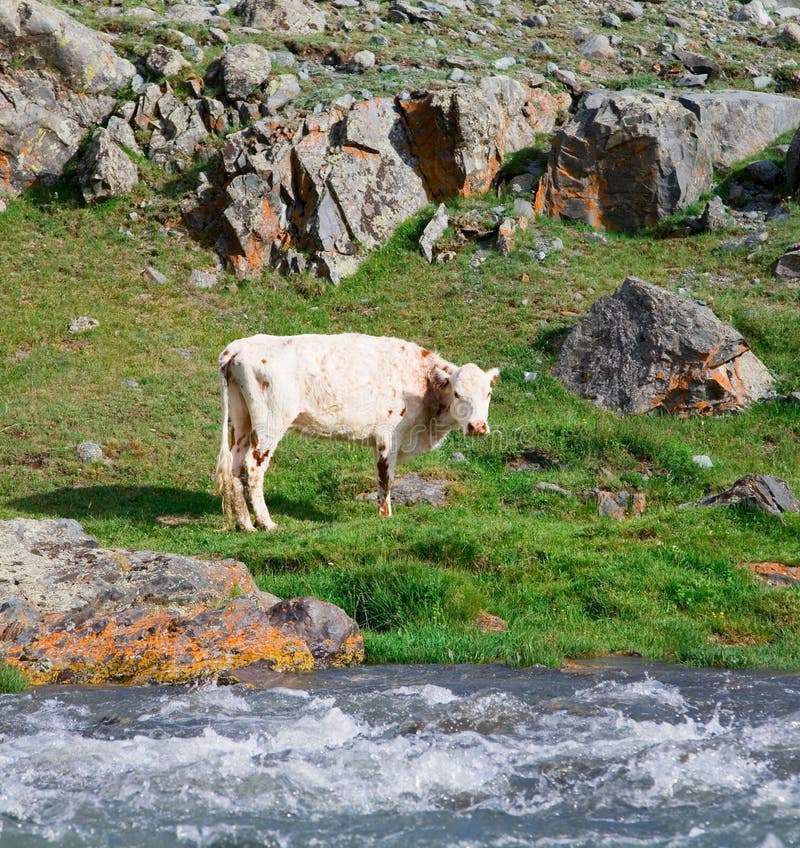 A sick cow stock photo. Image of sick, green, pasture - 11359692