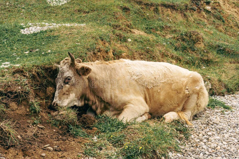 Sick Cow with Red Eyes Lies on Ground Stock Image - Image of head ...