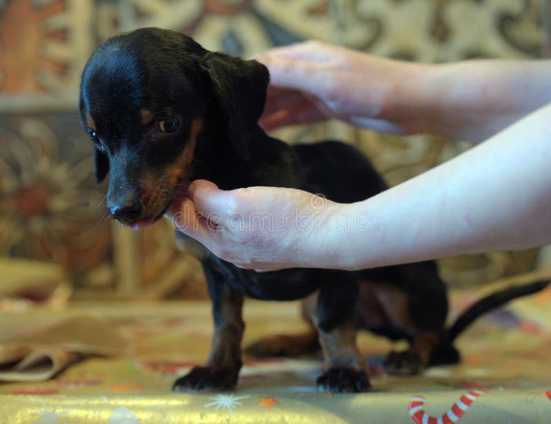 Sick Dachshund Puppy HYDROCEPHALIA Stock Photo - Image of cerebral ...