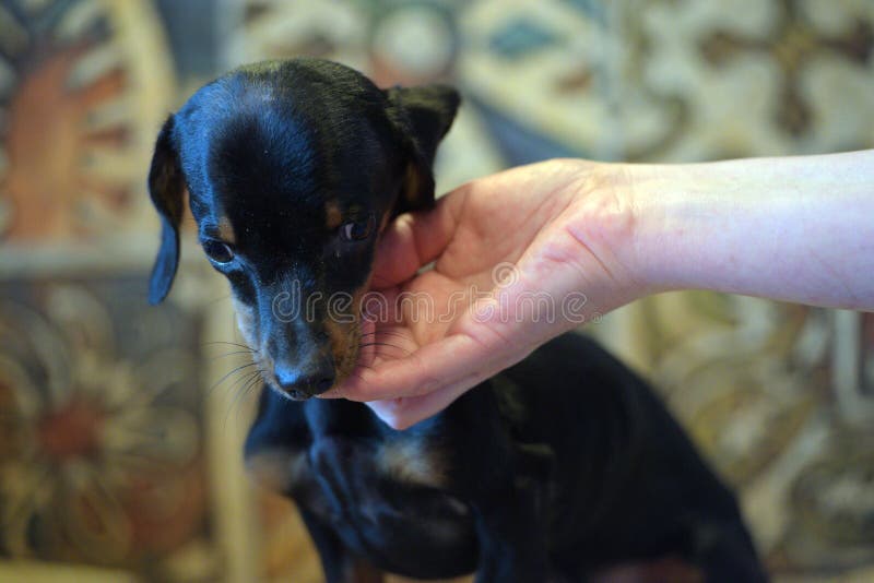 Sick Dachshund Puppy HYDROCEPHALIA Stock Photo - Image of leads ...