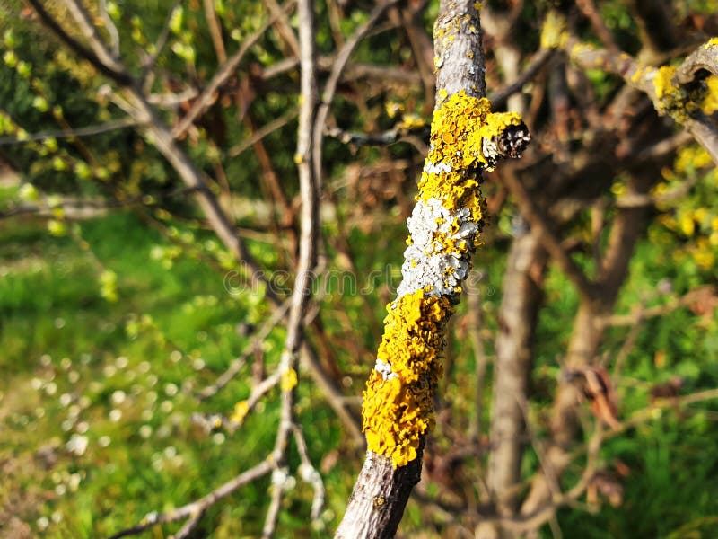 Sick, Disease, Dry Tree with White, Yellow Lichen Stock Photo - Image ...