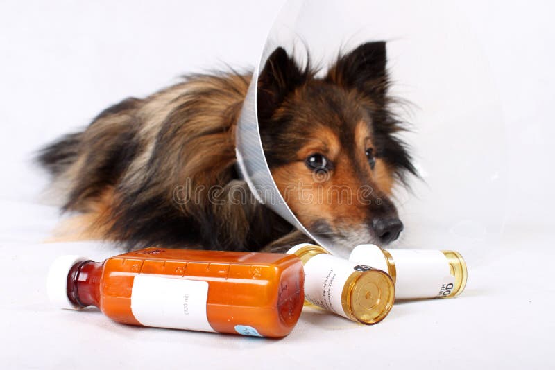Sick dog stock image. Image of sickness, plastic, medication - 11644131