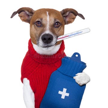 Sick dog stock image. Image of illness, recovery, medical - 28710353