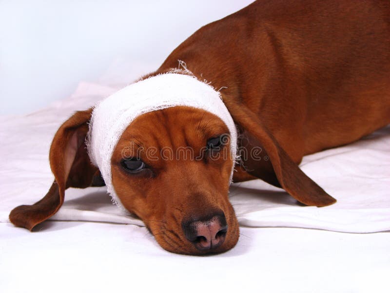 The sick dog stock photo. Image of diseased, scared, long - 4001152
