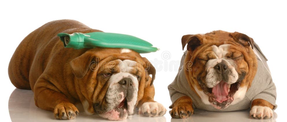 206 Sad Sick Bulldog Stock Photos - Free & Royalty-Free Stock Photos ...