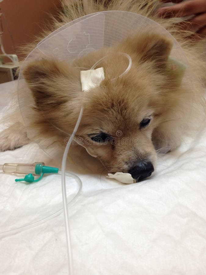 Sick Dog stock photo. Image of hospital, puppy, emergency - 42912178