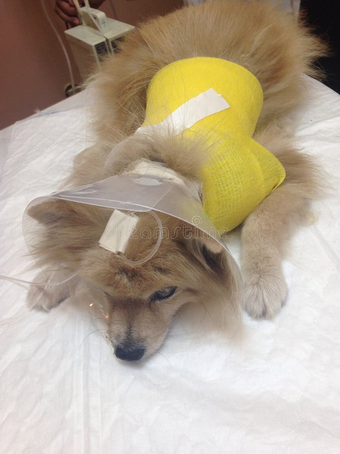 Sick Dog stock image. Image of trivial, slight, sick - 42912303