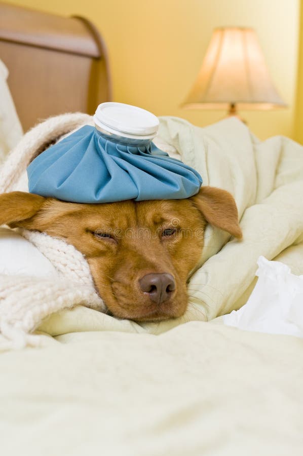 Sick as a dog stock photo. Image of health, animal, headache - 3725690