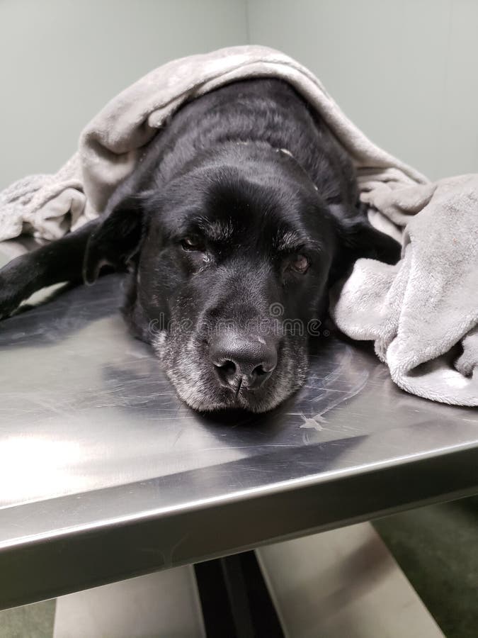 Sick dog stock image. Image of veterinary, sick, emergency - 140045457