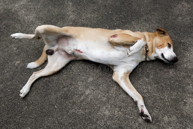 The Sick Dog with Looking Sad Eyes. Stock Photo - Image of portrait ...