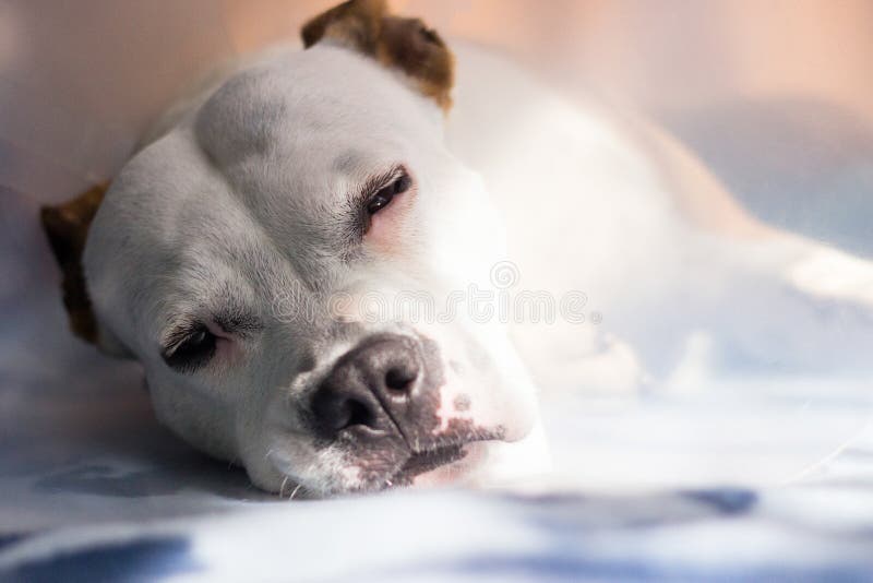 Sick dog napping stock image. Image of injection, anesthetic - 84612349