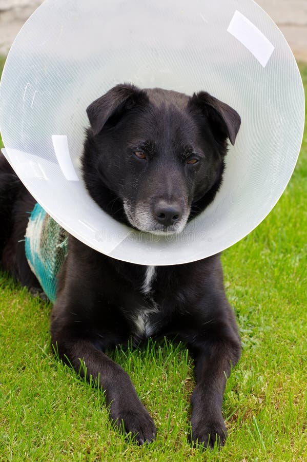 Sick dog stock photo. Image of dogs, lying, protecting - 60138262