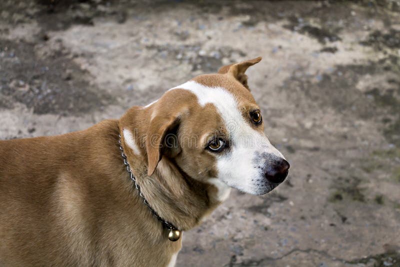 Sick Dog with Sad Eyes Dog Portrait. Stock Photo - Image of canine ...