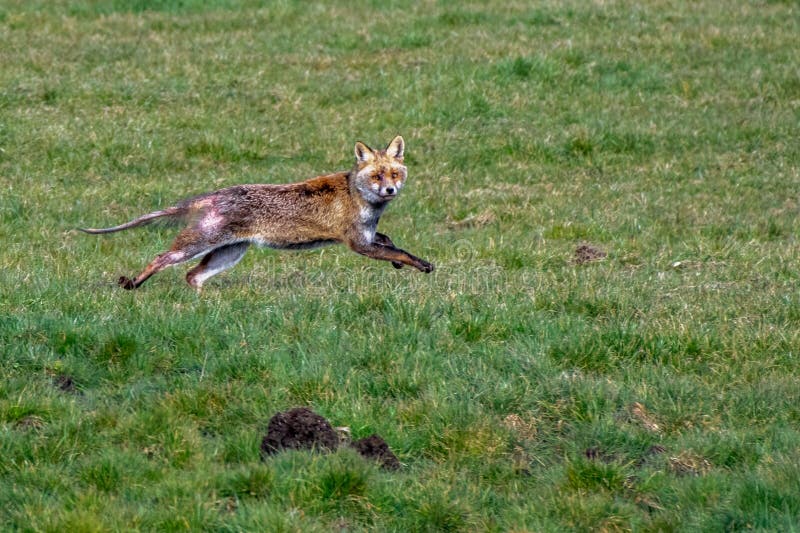 Sick Fox with Scabies Disease Stock Photo - Image of poor, skin: 273398678