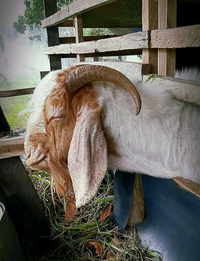 Sick Goat // Scabies Karantina Stock Image - Image of quarantine ...