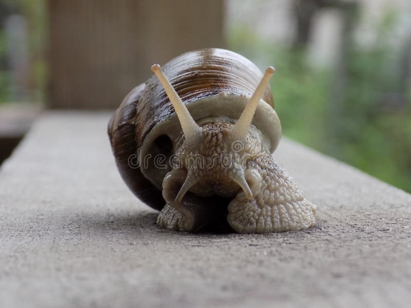 Sick Grape Snail with a Brown Shell Stock Photo - Image of natural ...