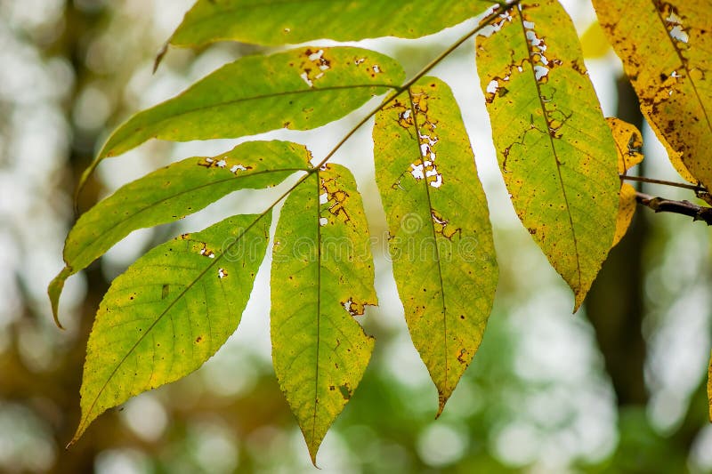 Large elm tree stock image. Image of asia, spread, full - 36626167