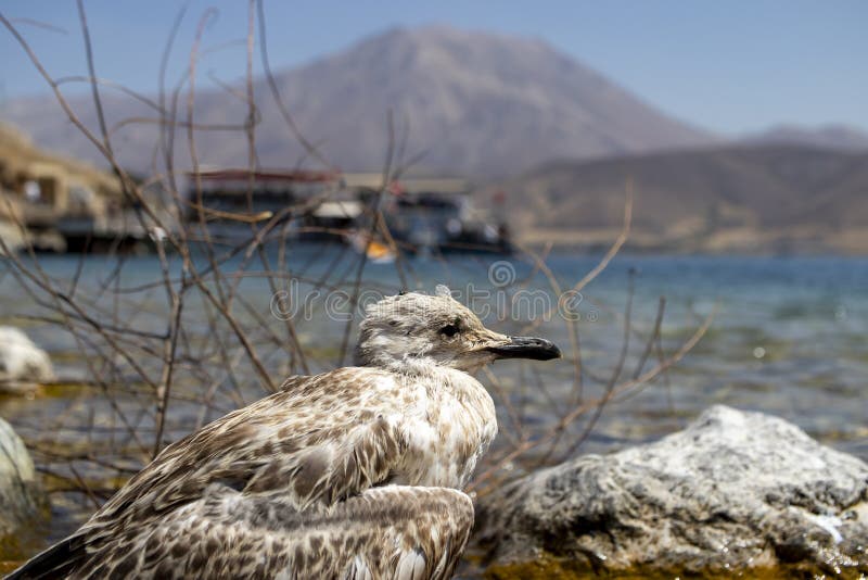 Sick Gull Bird by the Sea, Close-up. Stock Photo - Image of gull ...