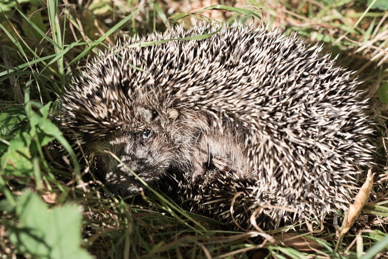 Sick hedgehog outdoors stock image. Image of hedgehog - 198252961