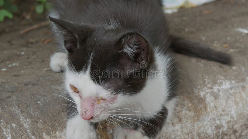 A Sick Homeless Kitten Sits in the Box of the Infectious Diseases ...