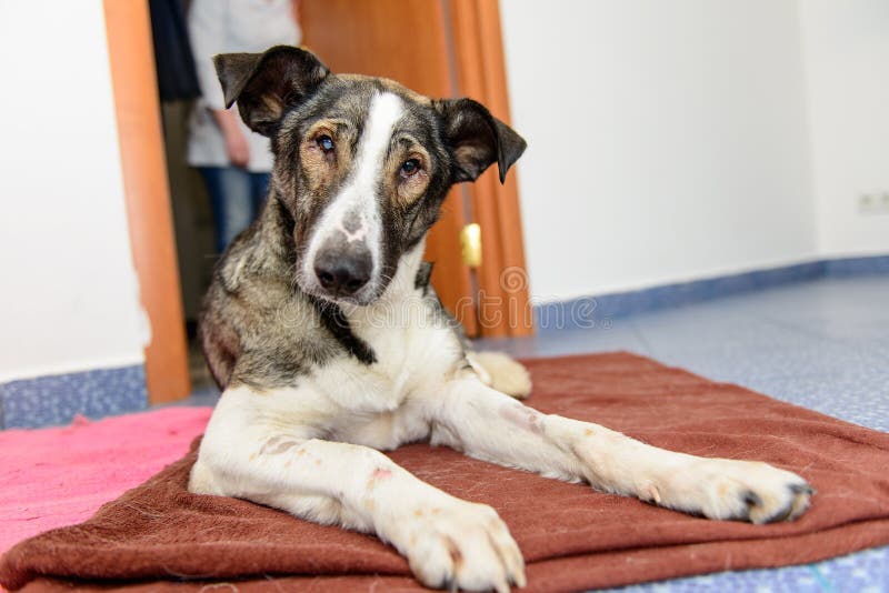 Sick homeless dog stock photo. Image of eyelid, indoor - 66790936