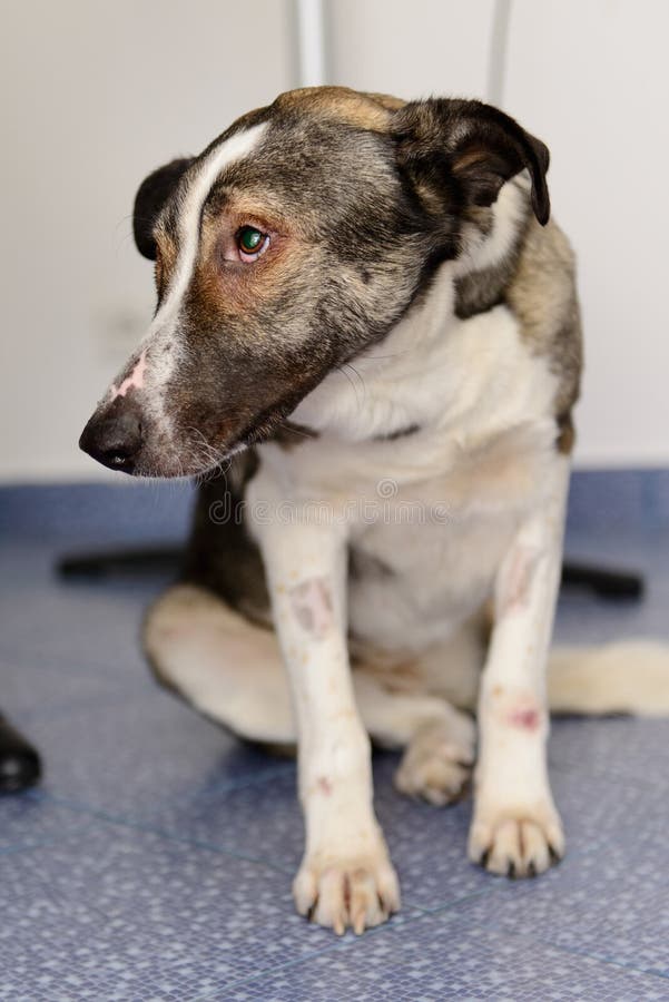 Sick homeless dog stock image. Image of pedigree, loyal - 66791079