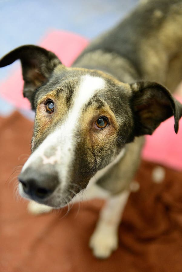 Sick homeless dog stock image. Image of assistance, crossbreed - 66791089