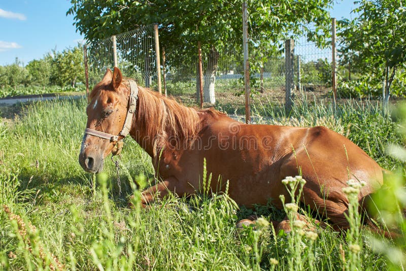 Horse Snot Stock Photos - Free & Royalty-Free Stock Photos from Dreamstime