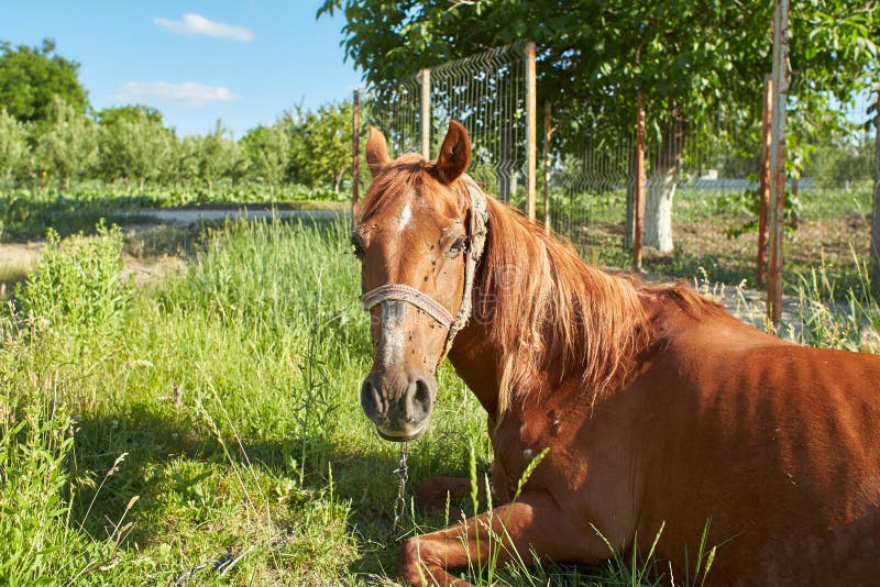 Sick horse in the field stock image. Image of details - 255685543