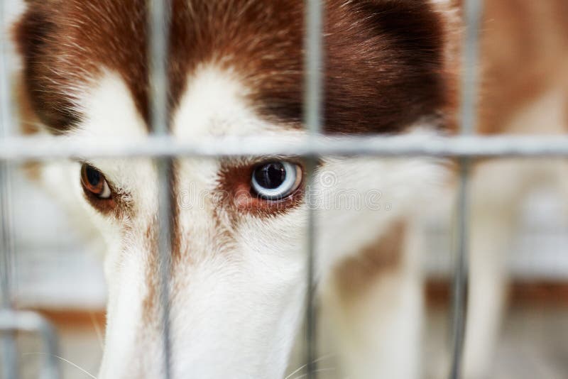 Sick husky stock image. Image of domestic, cage, veterinary - 94620415