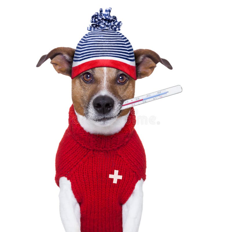 Sick Ill Cold Dog with Fever Stock Photo - Image of doctor, russell ...