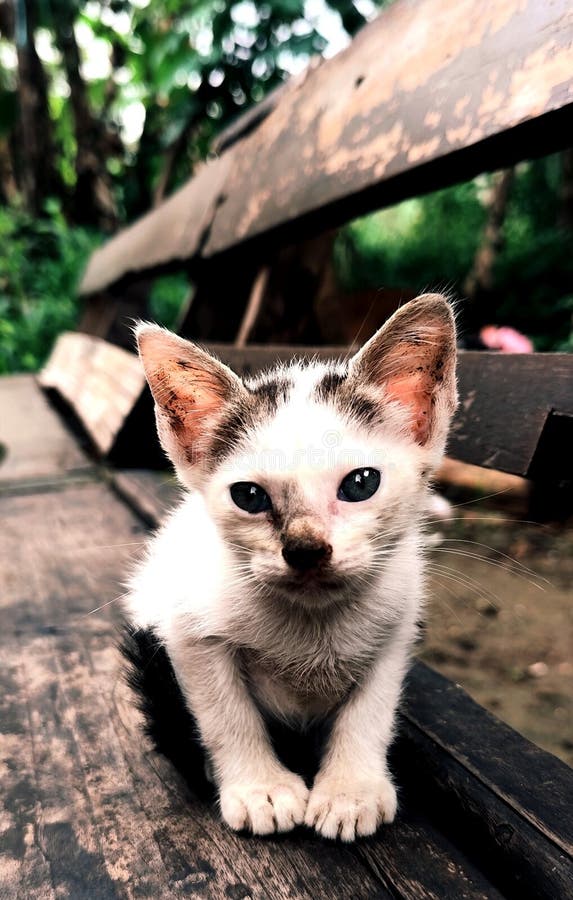 Sick Kitten without Its Mother Stock Image - Image of wildcat, nose ...