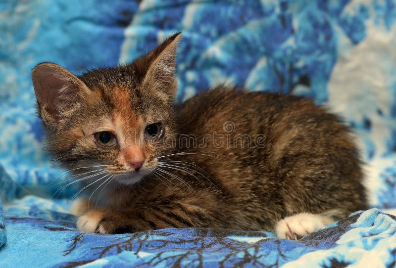 Sick kitten in a shelter stock photo. Image of adult - 79814806