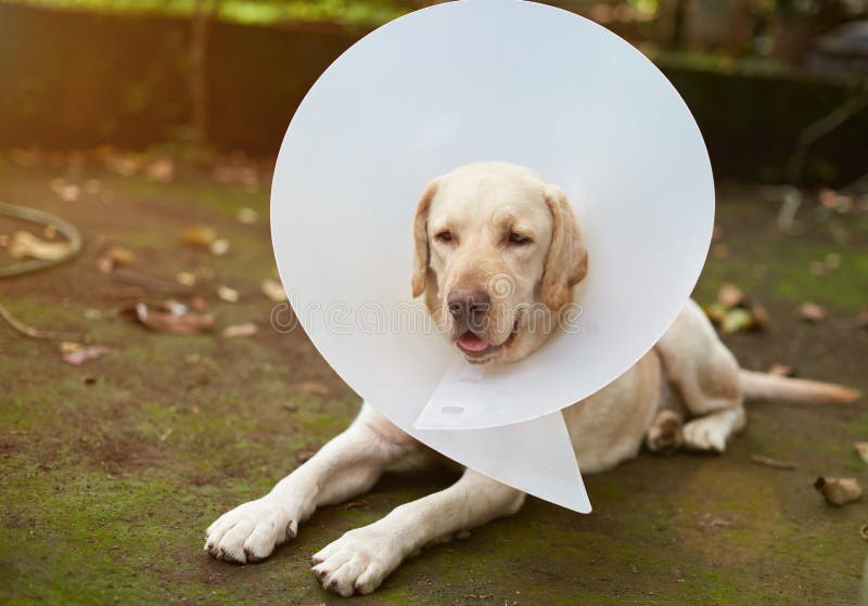 Sick labrador dog stock image. Image of golden, neck - 98417501