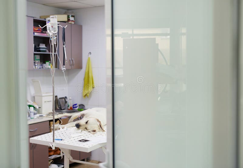 Sick labrador stock photo. Image of hospital, mammal - 73273420