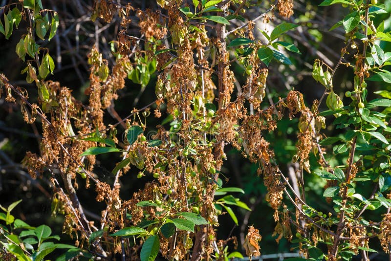 Sick Leaves and Flowers of Fruit Tree in Spring Stock Photo - Image of ...