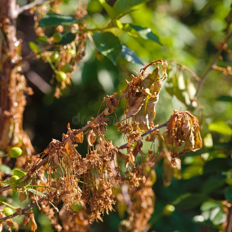 Sick Leaves and Peach Fruits in the Garden on a Tree Close-up Macro ...