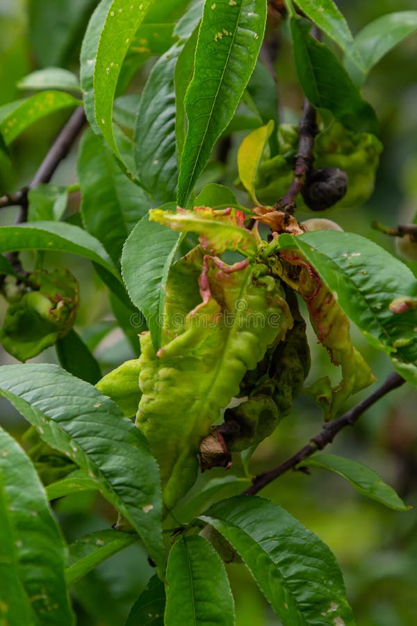 Sick Leaves on the Peach Tree. Taphrina Deformans Stock Image - Image ...