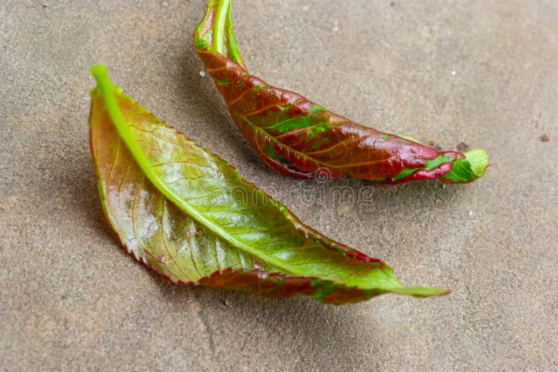 Sick Leaves on the Peach Tree. Taphrina Deformans Stock Image - Image ...